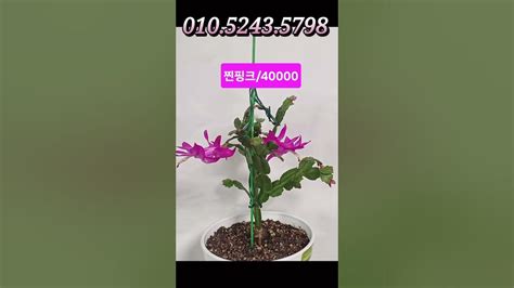 가재발들 목기린에 접이 된거 안심하고 키워요💕목기린선인장판매 Youtube