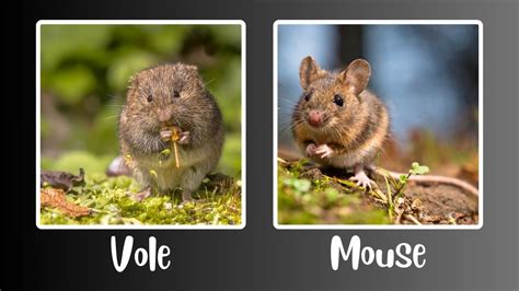 Vole Vs Mouse What Is The Difference Between Mice And Voles