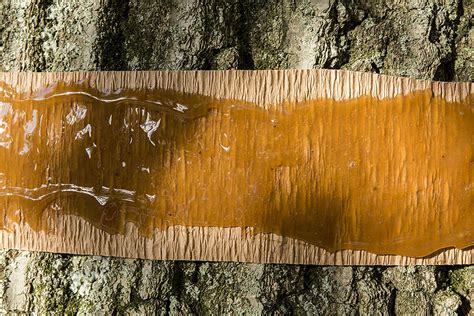 Tanglefoot Tree Care Kit With Tree Insect Barrier Tangle Guard Wrap