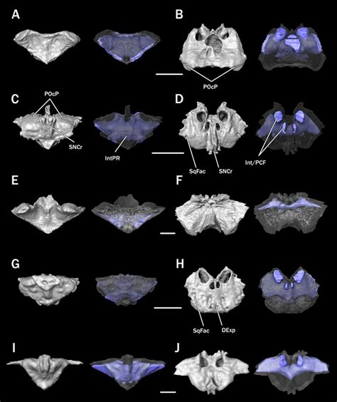 15 Comparison Of Crocodylian Supraoccipitals A C E G I In