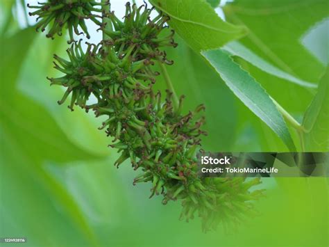 미국 스위트껌의 스파이크 풍선 껌의 클로즈업 레드검 스위트 껌 사틴우드 헤이즐 파인 아메리칸 스토락스 빌스테드 사틴 호두 스타 잎 껌 앨리게이터 우드 0명에 대한 스톡 사진