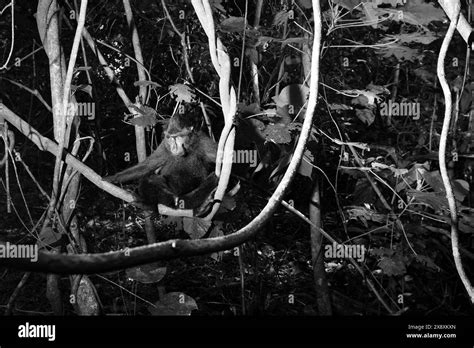 Portrait Of A Sulawesi Black Crested Macaque Macaque Nigra Juvenile Sitting On Liana In