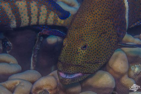 Peacock Grouper Facts And Photographs • Seaunseen Peacock Grouper Facts And Photographs • Seaunseen