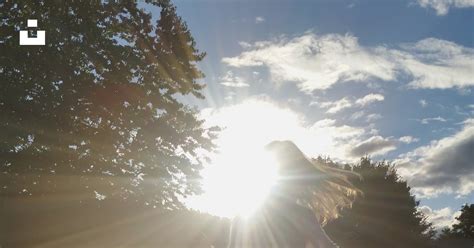 태양이 나무와 풀 사이로 빛나고 있습니다 사진 Unsplash의 무료 회색 이미지