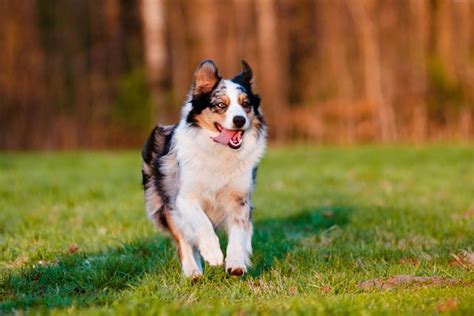 How To Train An Australian Shepherd Temperament Training Tips And