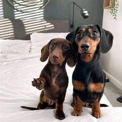 14 Funny Dachshund Memes To Cheer You Up Artofit