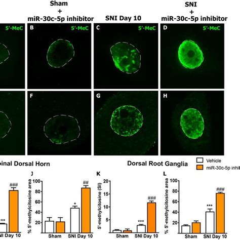 Spinal Dorsal Horn And Dorsal Root Ganglia Neurons From Rats Treated Download Scientific