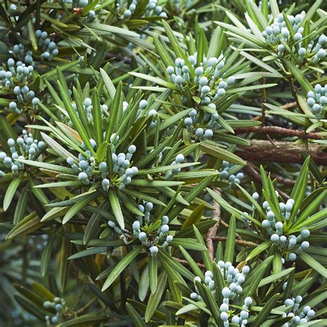 Podocarpus Macrophyllus