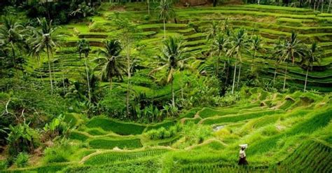 Top 5 Of Most Beautiful Rice Field Attractions In Indonesia Indonesia