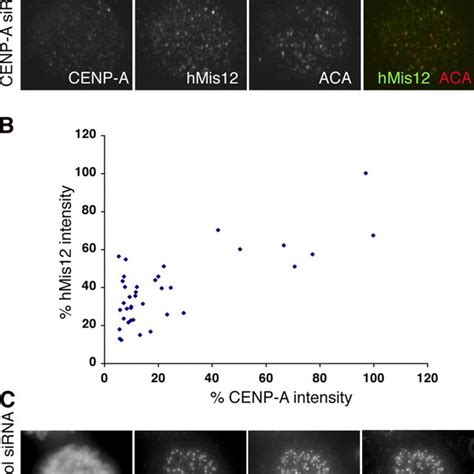 Hmis12 Localization Depends On Cenp A And Cenp C A Maximum Download Scientific Diagram