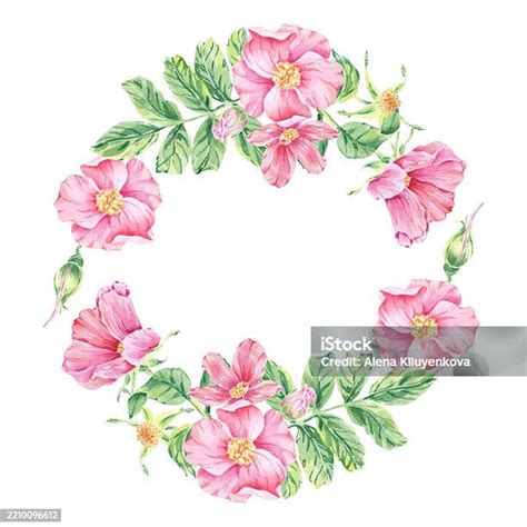 꽃 새싹 및 잎이 있는 로즈힙 화환 수채화 그림 손 그림 흰색 배경에 고립되어 그려진 식물 스케치 벚꽃 원 자연 로고 카드 청첩장 0명에 대한 스톡 벡터 아트 및 기타