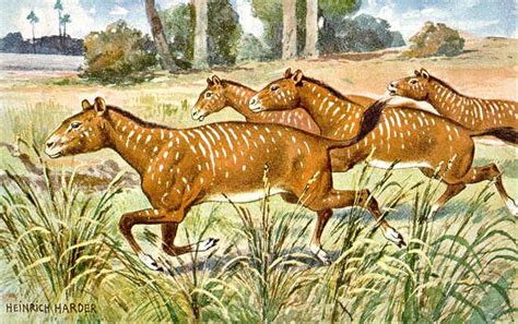 Mesohippus Facts And Figures