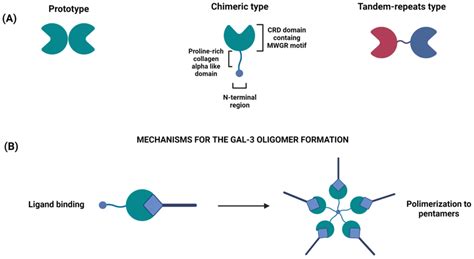 A Classification Of The Different Types Of Galectins Prototype
