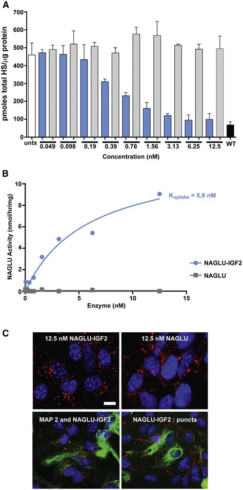 Effects Of Naglu Igf2 And Unmodified Naglu On Mps Iiib Primary Mouse