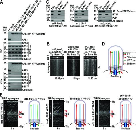 Retrograde Ift Train Shed Bbsomes Pass The Tz For Ciliary Retrieval Download Scientific Diagram