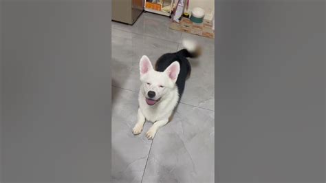 柯基 萌宠出道计划 去年这个时候你还是个小奶基呢🐶 Youtube