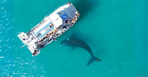 Dolphin Spotting Boat trips... - Dolphin Spotting Boat trips
