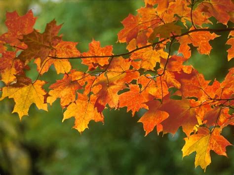 Mild Fall Forecast By Environment Canada Ottawa Citizen