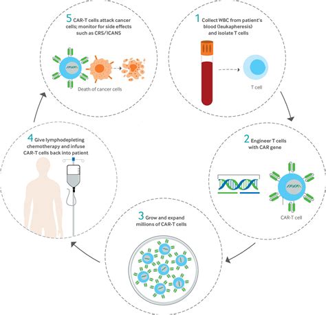 Chimeric Antigen Receptor T Cell Therapy For Cancer Clinical Applications And Practical