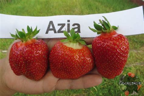 земляника Asia (А+) купить, отзывы, фото, доставка - sp-garden.ru ...