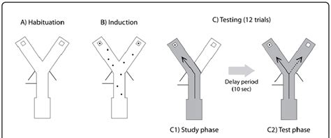 Experimental Paradigm Designed To Evaluate Allocentric Working Memory