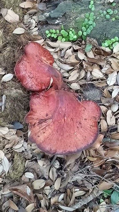 드뎌 남해안가에 출현 ㅡ제주에서만 보이던 소혀버섯 Youtube