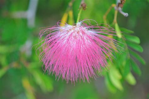 Pink Powder Puff Flower Stock Image Image Of Powderpuff 294125505