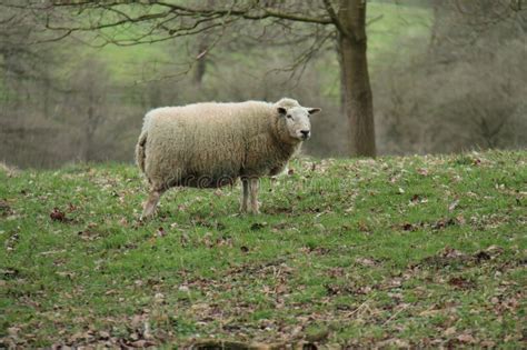 Mother Ewe Sheep Stock Image Image Of Countryside 277105925