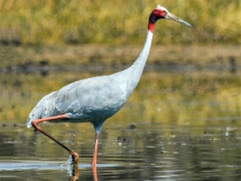 About Sarus Crane Legacy Ias Academy