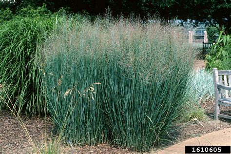 Switchgrass Panicum Virgatum Cyperales Poaceae 1610605
