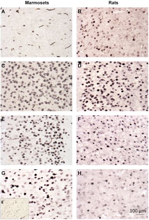 Frontiers The Pattern Of C Fos Expression And Its Refractory Period In The Brain Of Rats And