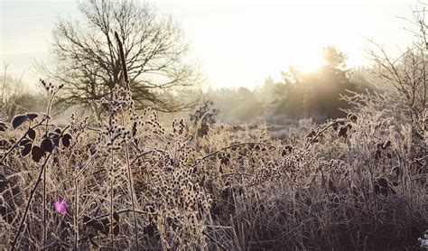 Lezersfotos ‘winterse Pracht Op De Hei In Putten De Puttenaer