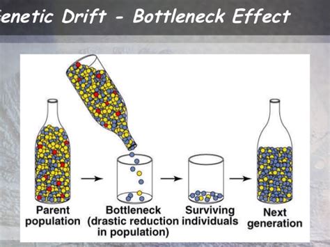 Bottleneck