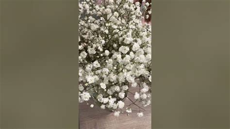 Гіпсофіла Youtube