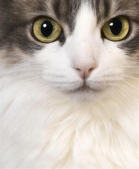Самые красивые фотографии кошек