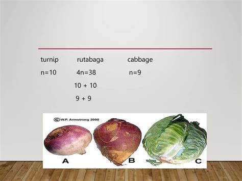 Polyploidy Ppt