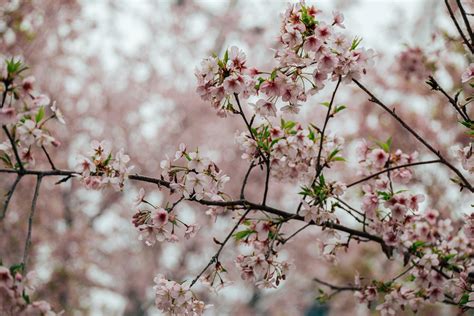 Безкоштовне стокове фото Prunus Serrulata блідо рожевий ботанічний бутон весна весняний