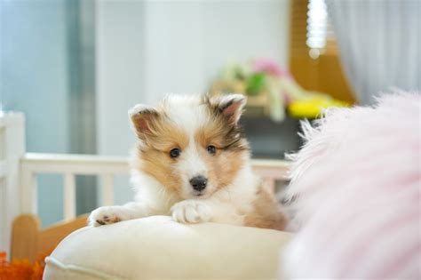 셔틀랜드쉽독분양 사랑스러운 애기 강아지 요들이 웰시코기분양 프렌치불독분양 보스턴테리어분양 이탈리안그레이하운드분양 베들링턴테리어분양 셔틀랜드쉽독분양 코카스파니엘분양 퍼그