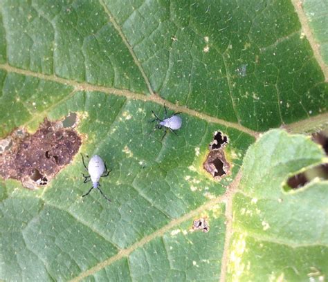 Squash Bug Nymphs Wayne County Integrated Pest Management