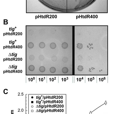 A Mutant Plasmid Improves The Growth And Viability Of Cells Expressing Download Scientific