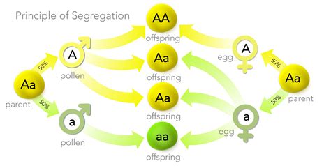 Mendel And The Gene E Chapter — The Biology Primer