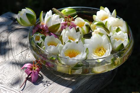 Открытка с днем рождения лотос - 33 фото