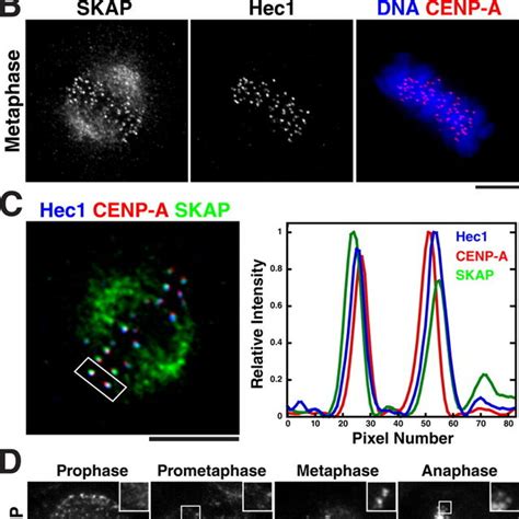 Skap Localizes To The Outer Kinetochore During Metaphase And Anaphase Download Scientific