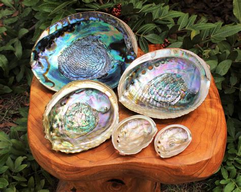 Abalone Shells Pick A Size Holds Smudge Sticks Incense Crystal