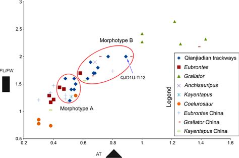 Bivariate Analysis Of The Lengthwidth Ratio Vs At Anterior Triangle