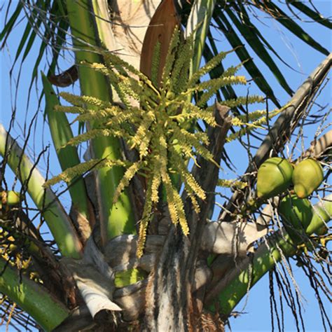 Cocos Nucifera Coconut Palm Niu Hawaiian Plants And Tropical Flowers