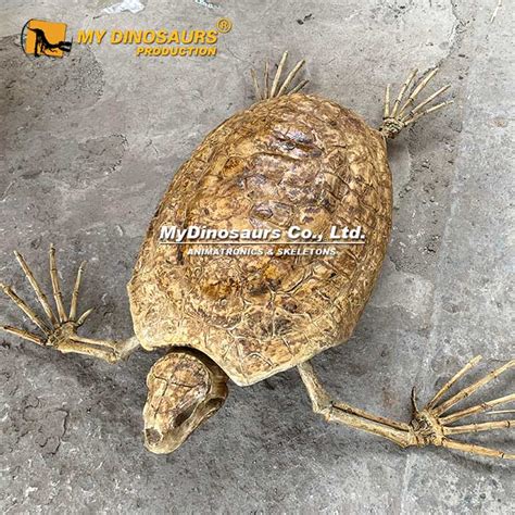 35m Archelon Giant Sea Turtle Fossil Replica Mydinosaurs