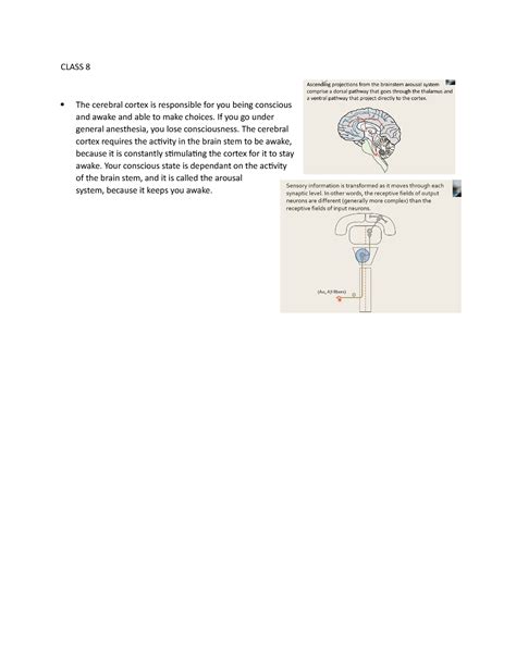 Class 8 Convergence And Divergence Class 8 The Cerebral Cortex Is Responsible For You Being