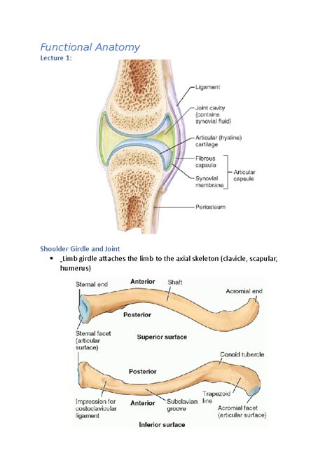Lecture Notes Functional Anatomy Lecture 1 Shoulder Girdle And Joint