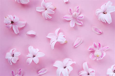 최소한의 스타일 개념입니다 옅은 분홍색 배경에 분홍색 Geacinth 꽃입니다 여름 또는 봄 개념 플랫 레이 평면도 0명에 대한 스톡 사진 및 기타 이미지 Istock